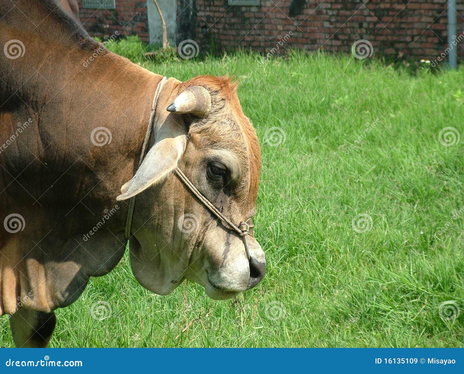Taiwan cattle stock image. Image of garden, leaf, animal - 16135109
