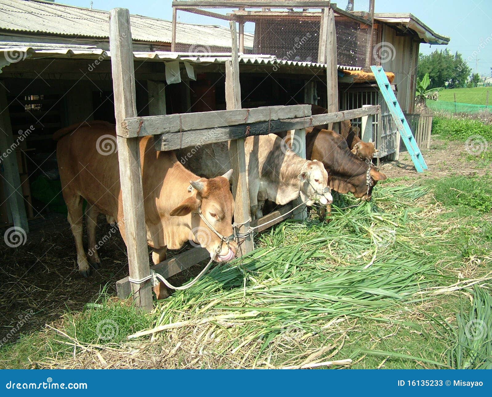 Taiwan cattle stock image. Image of leaf, buffalo, village - 16135233