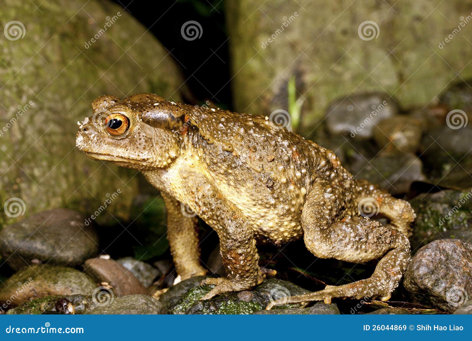 Taiwan Common Toad stock image. Image of legs, front - 26044869