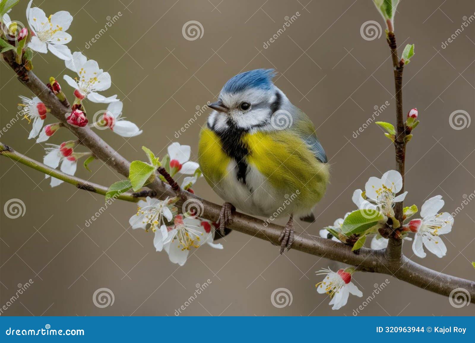 Taiwan Jay Bird On A Tree Branch Royalty-Free Stock Image ...