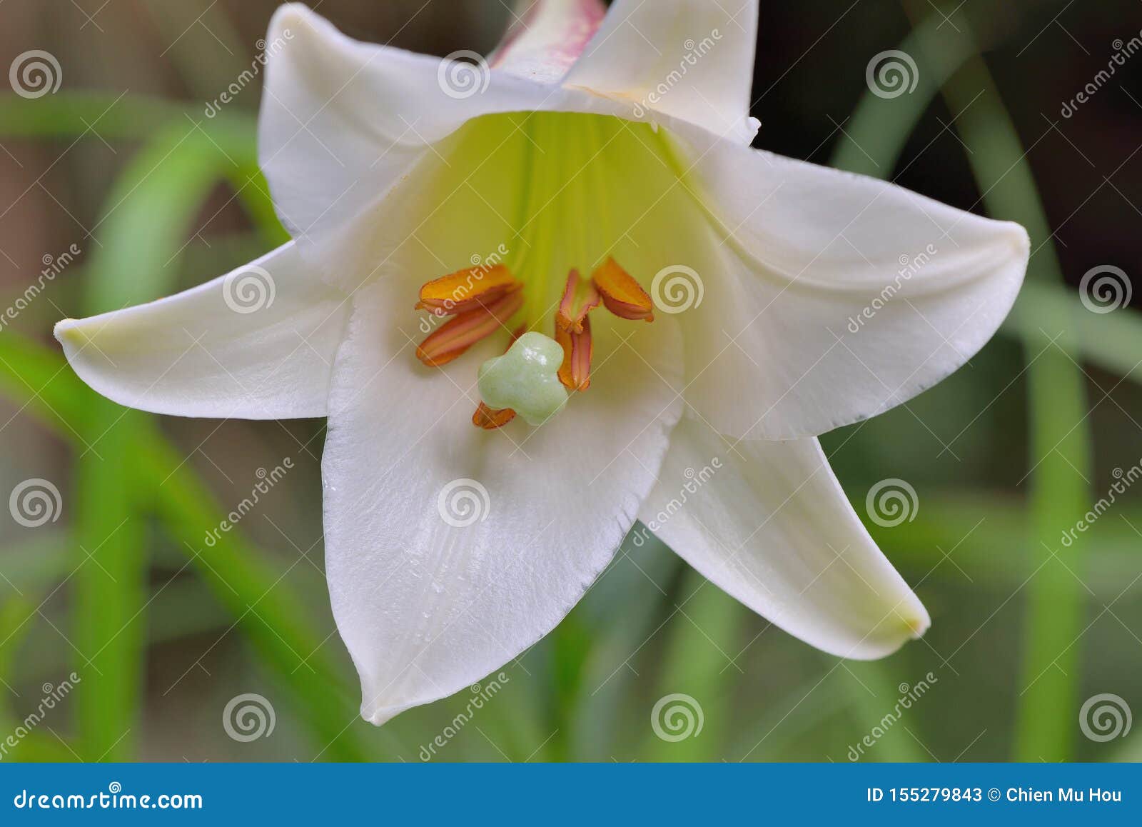 Taiwan lily stock image. Image of angiosperm, soil, years - 155279843