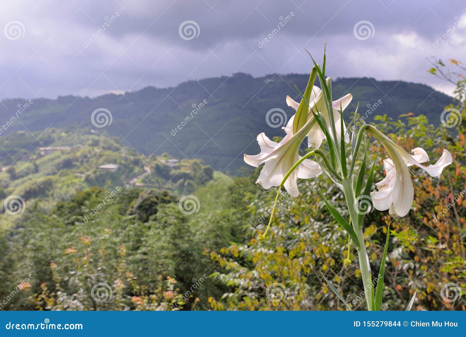 Taiwan lily stock photo. Image of summer, years, branch - 155279844