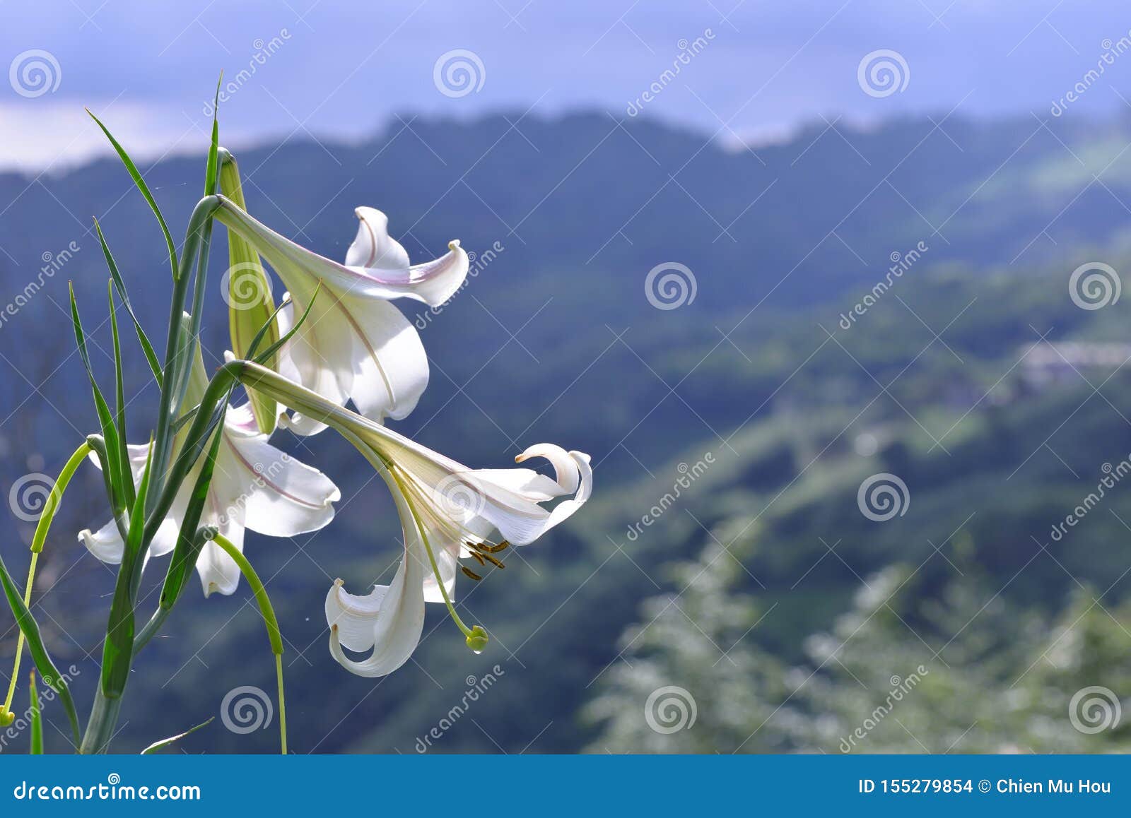 Taiwan lily stock photo. Image of lanceolate, native - 155279854