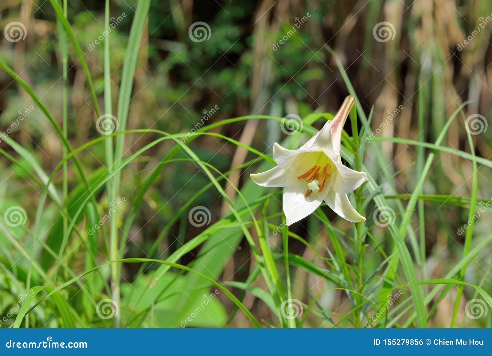 Taiwan lily stock photo. Image of straight, taiwan, species - 155279856