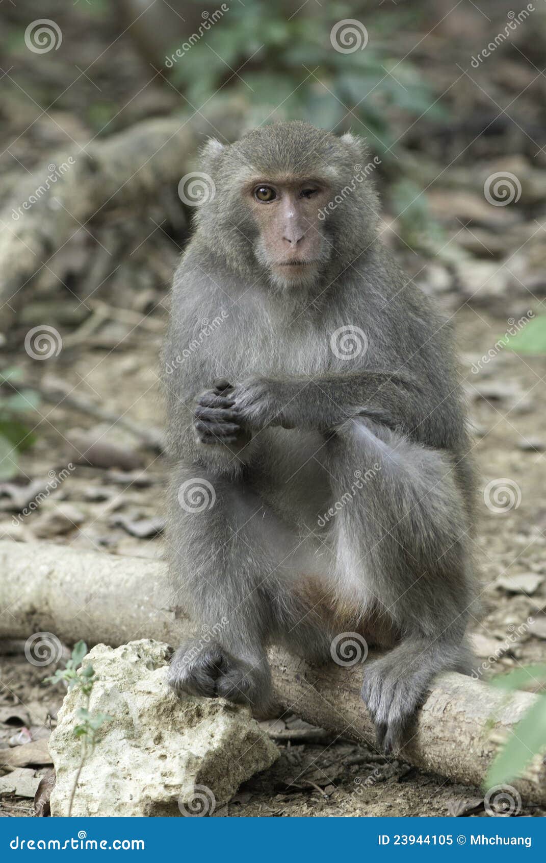 Taiwan Macaques of Blind Eye Stock Image - Image of love, cute: 23944105