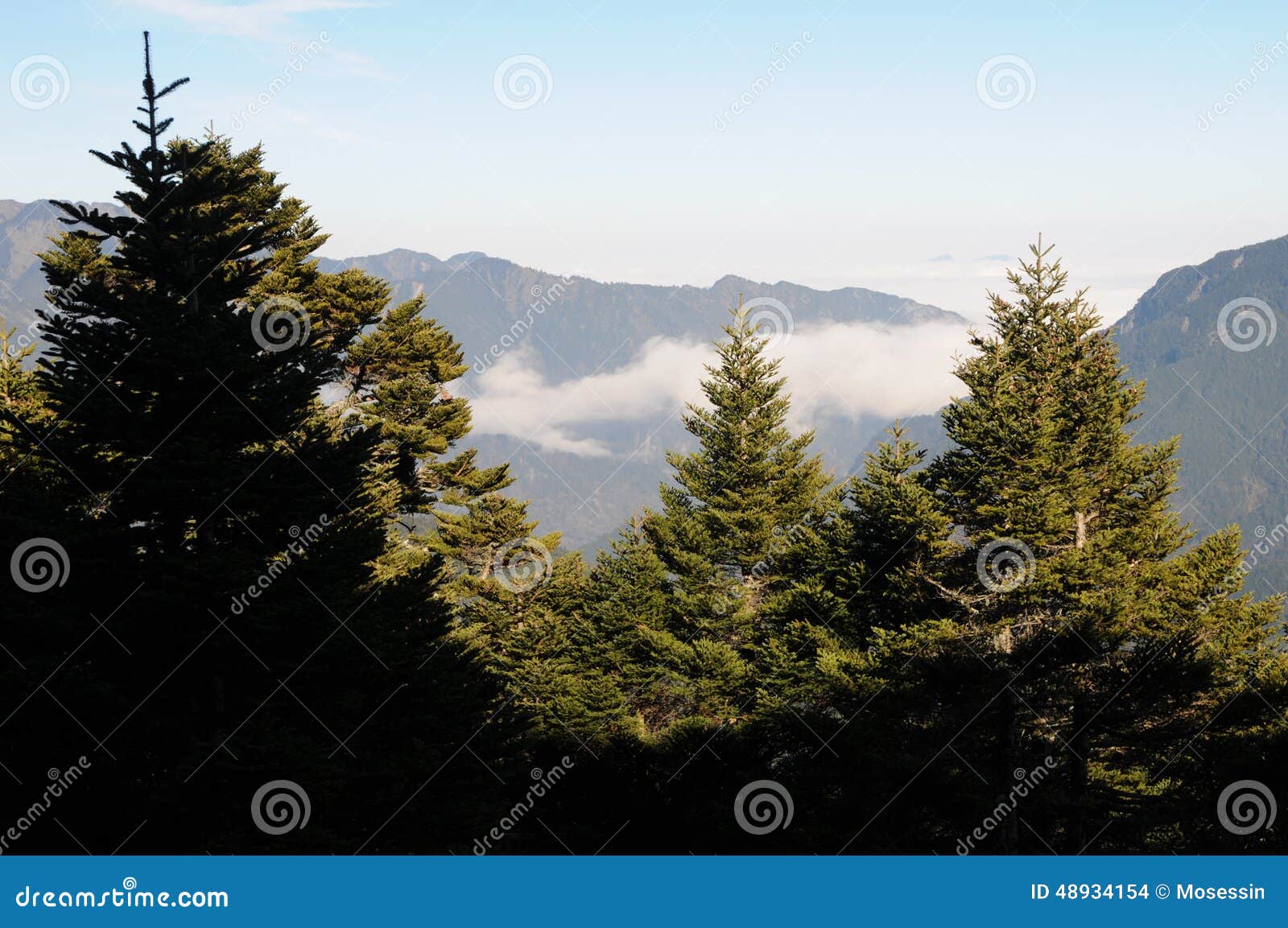 Taiwan pine tree stock photo. Image of transporation - 48934154