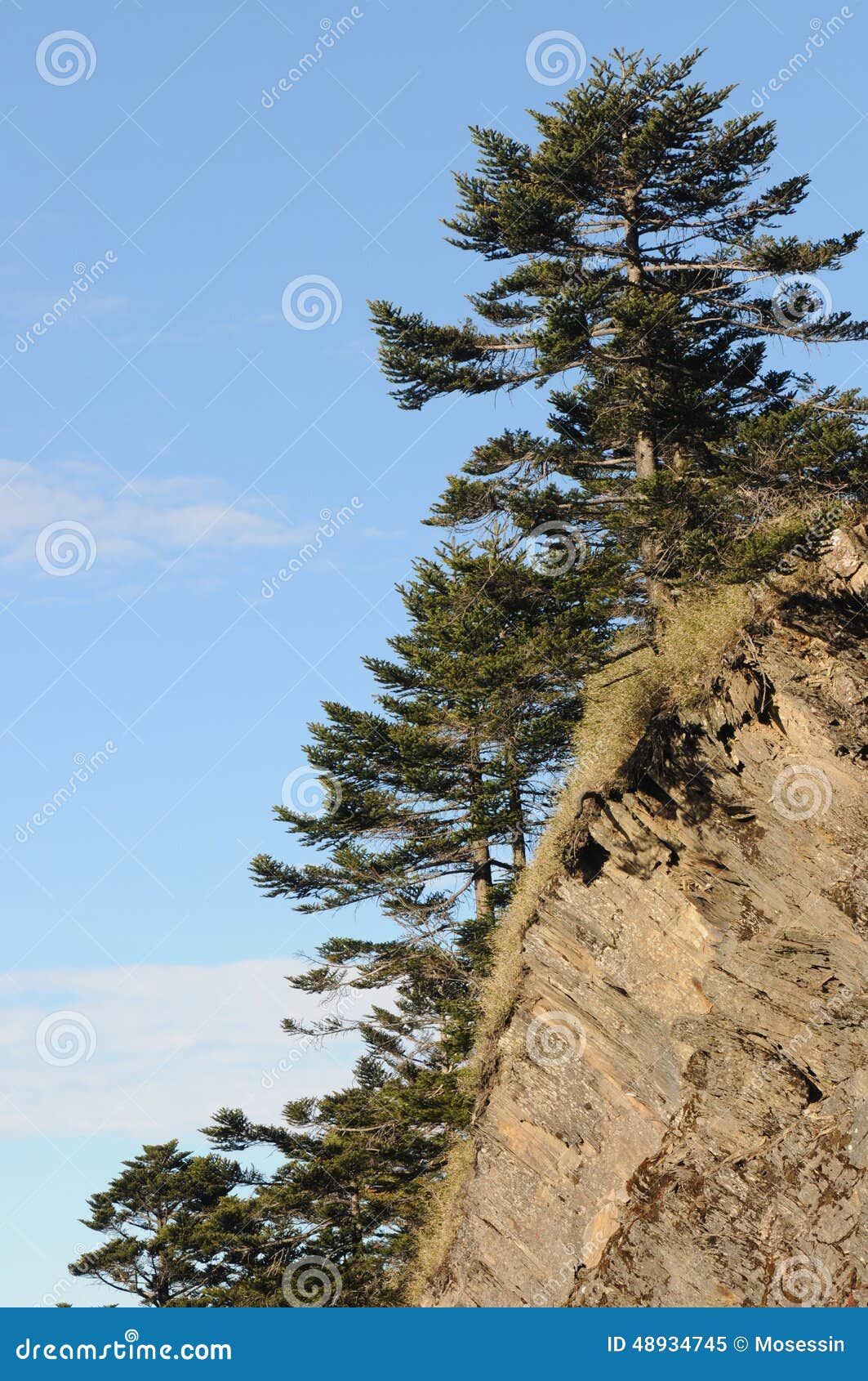 Taiwan pine tree stock image. Image of road, pine, taichung - 48934745