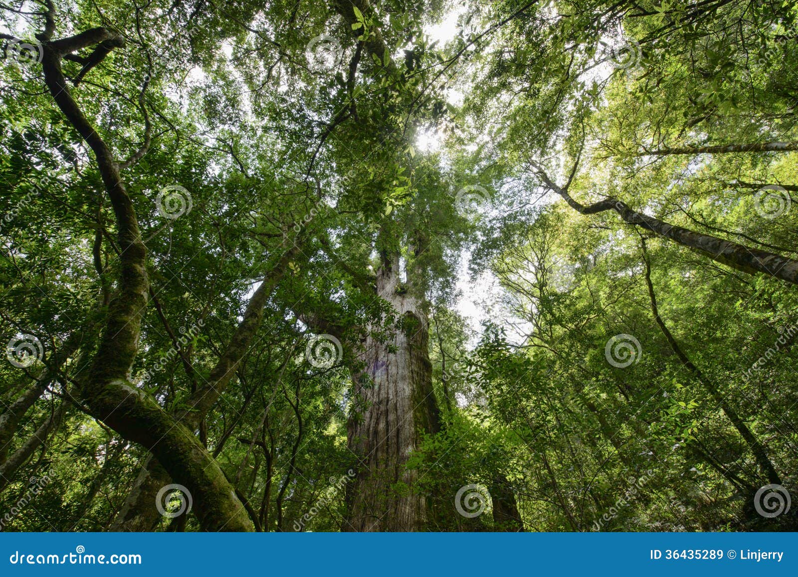 Taiwan Red Cypress stock image. Image of outdoors, leaves - 36435289