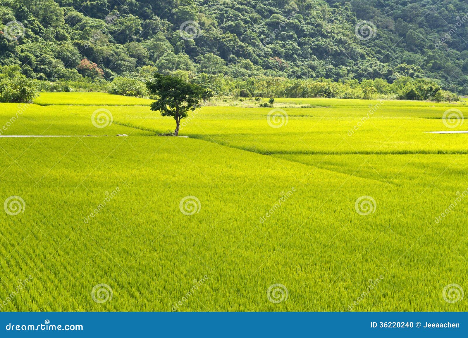 Taiwan rural scenery stock photo. Image of paddy, farm - 36220240