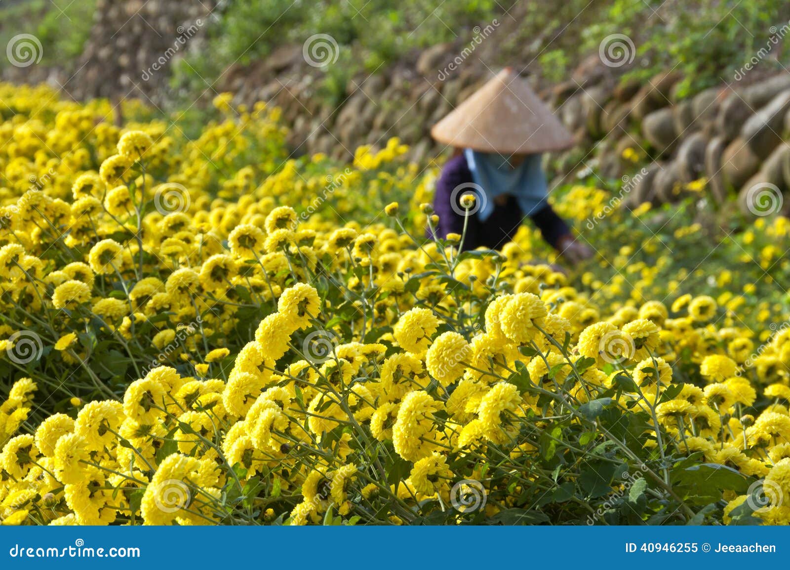 Taiwan S Daisy Farm Harvest Stock Image - Image of outdoors ...