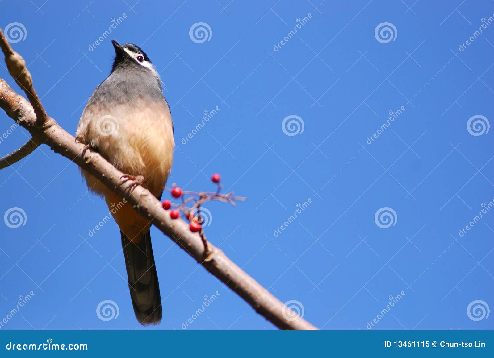 Taiwan Sibia stock image. Image of feather, tree, bean - 13461115