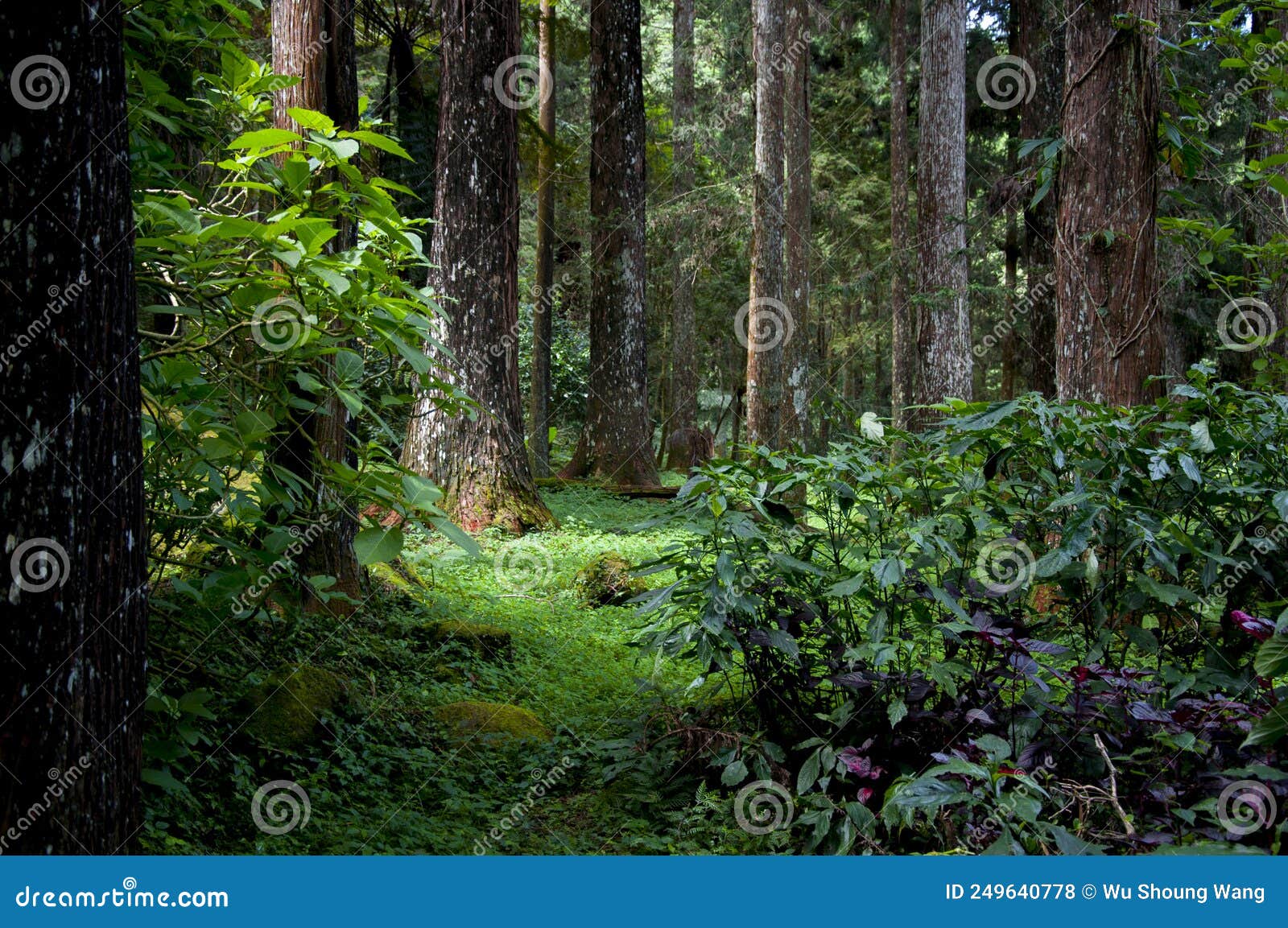 Taiwan, Xitou, Forest, Protected Area, Forest Trail Stock Photo - Image ...