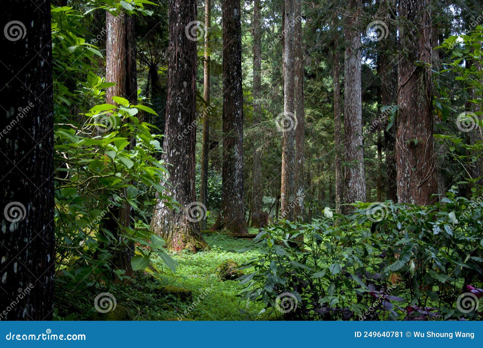 Taiwan, Xitou, Forest, Protected Area, Forest Trail Stock Image - Image ...