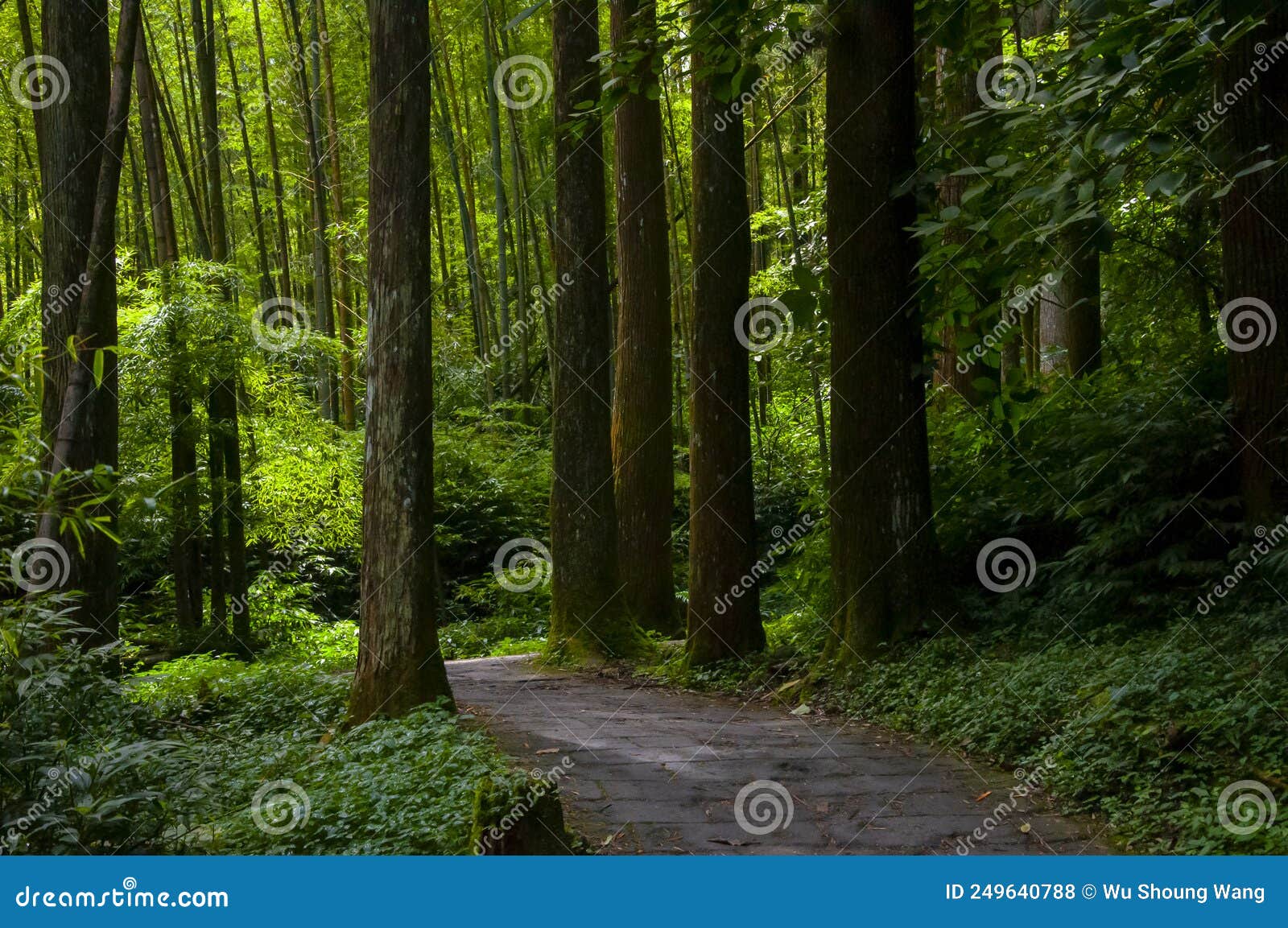 Taiwan, Xitou, Forest, Protected Area, Forest Trail Stock Photo - Image ...