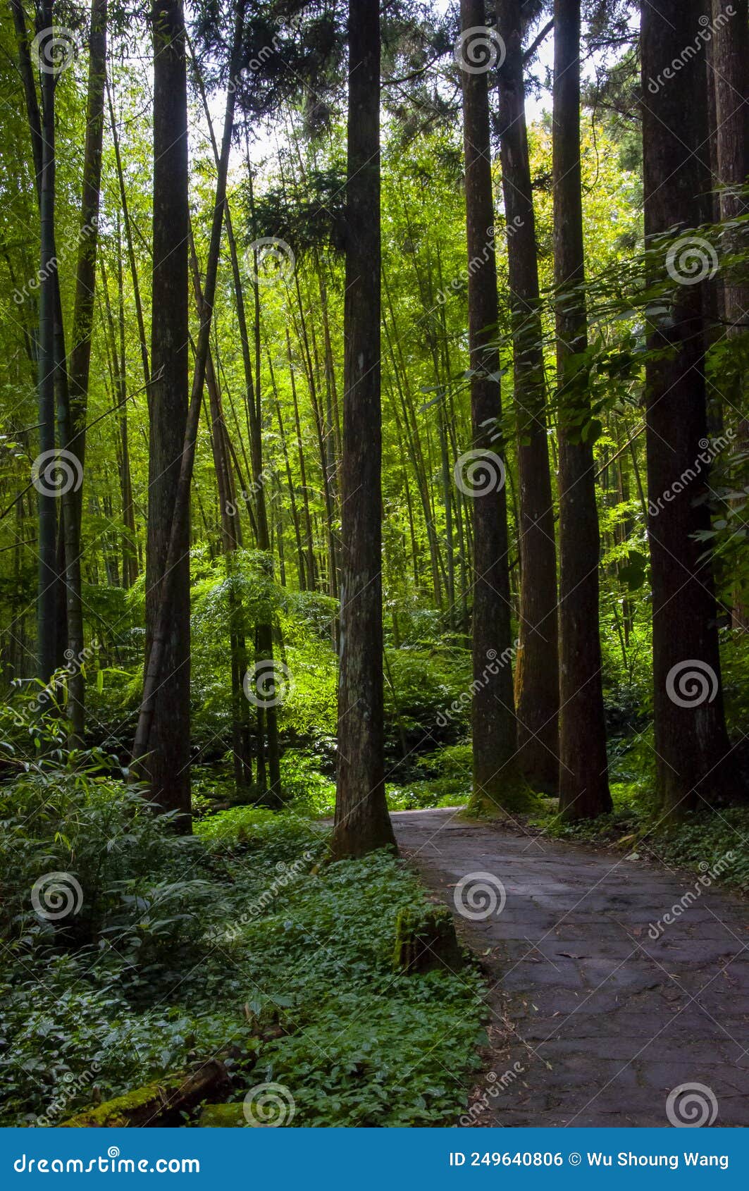Taiwan, Xitou, Forest, Protected Area, Forest Trail Stock Photo - Image ...