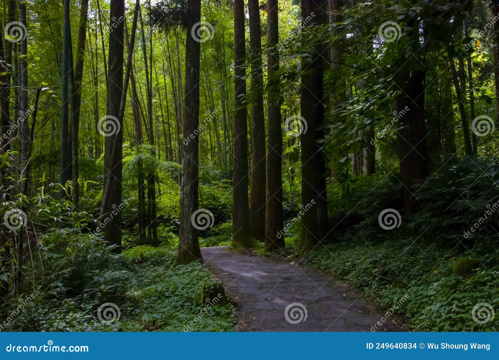 Taiwan, Xitou, Forest, Protected Area, Forest Trail Stock Photo - Image ...