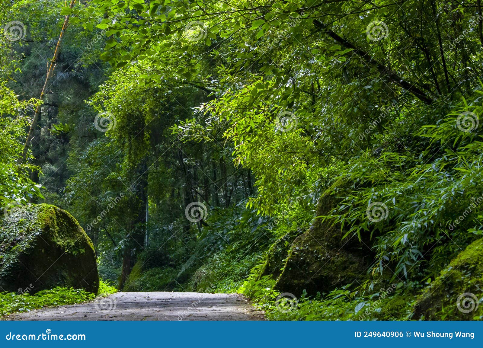 Taiwan, Xitou, Forest, Protected Area, Forest Trail Stock Photo - Image ...
