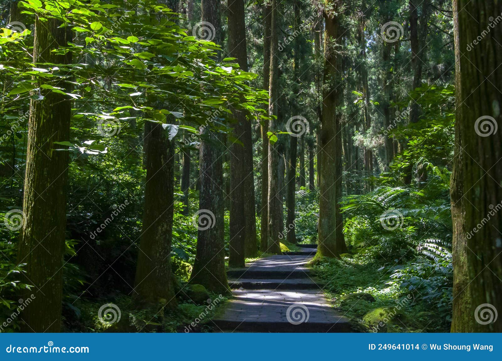 Taiwan, Xitou, Forest, Protected Area, Forest Trail Stock Photo - Image ...