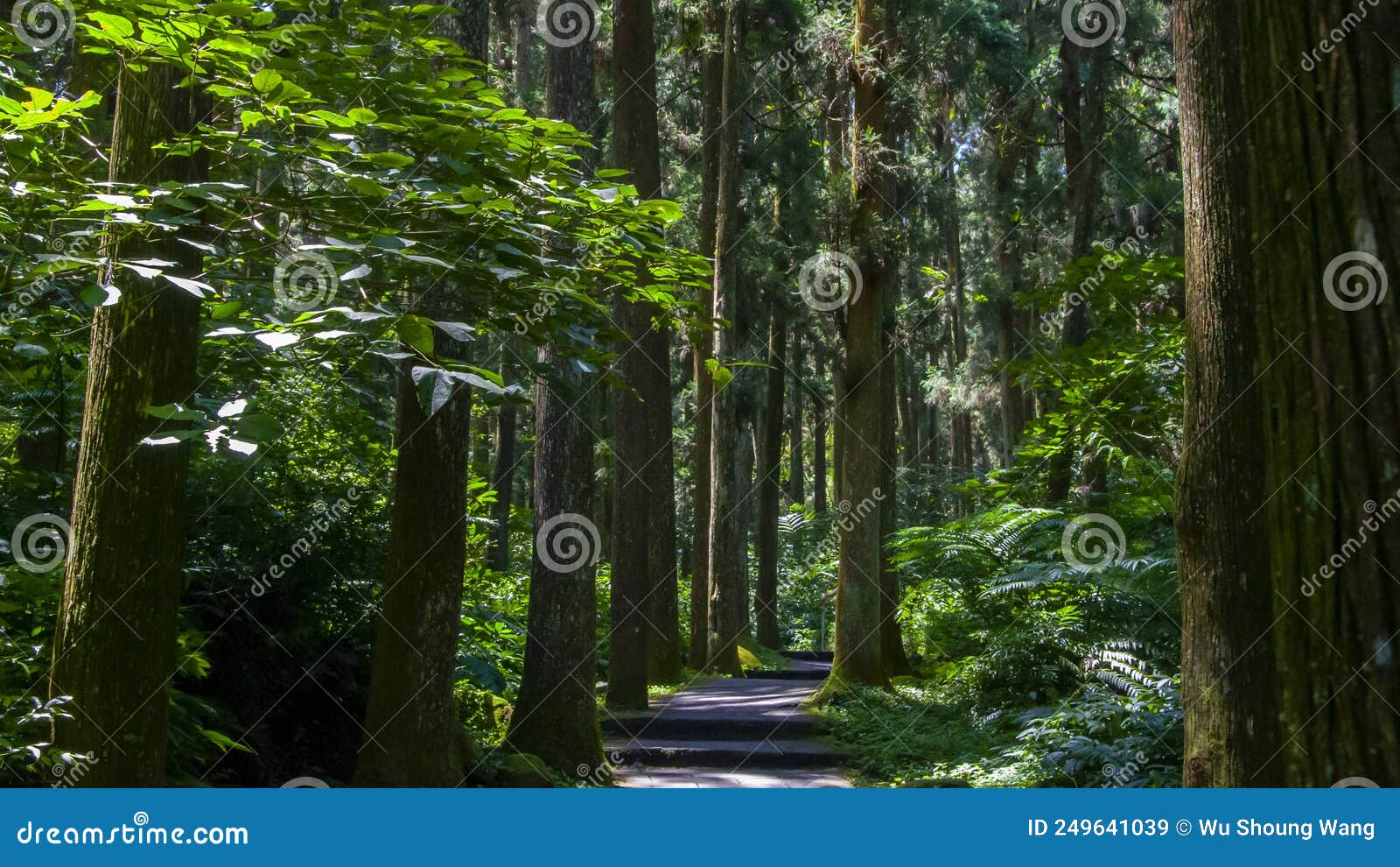 Taiwan, Xitou, Forest, Protected Area, Forest Trail Stock Image - Image ...