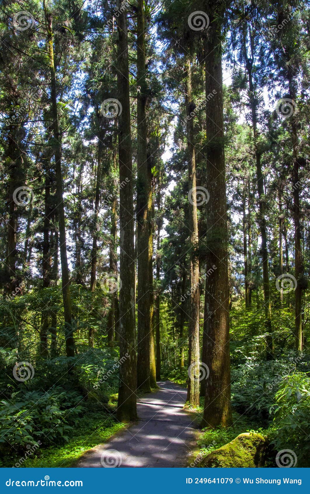 Taiwan, Xitou, Forest, Protected Area, Forest Trail Stock Image - Image ...
