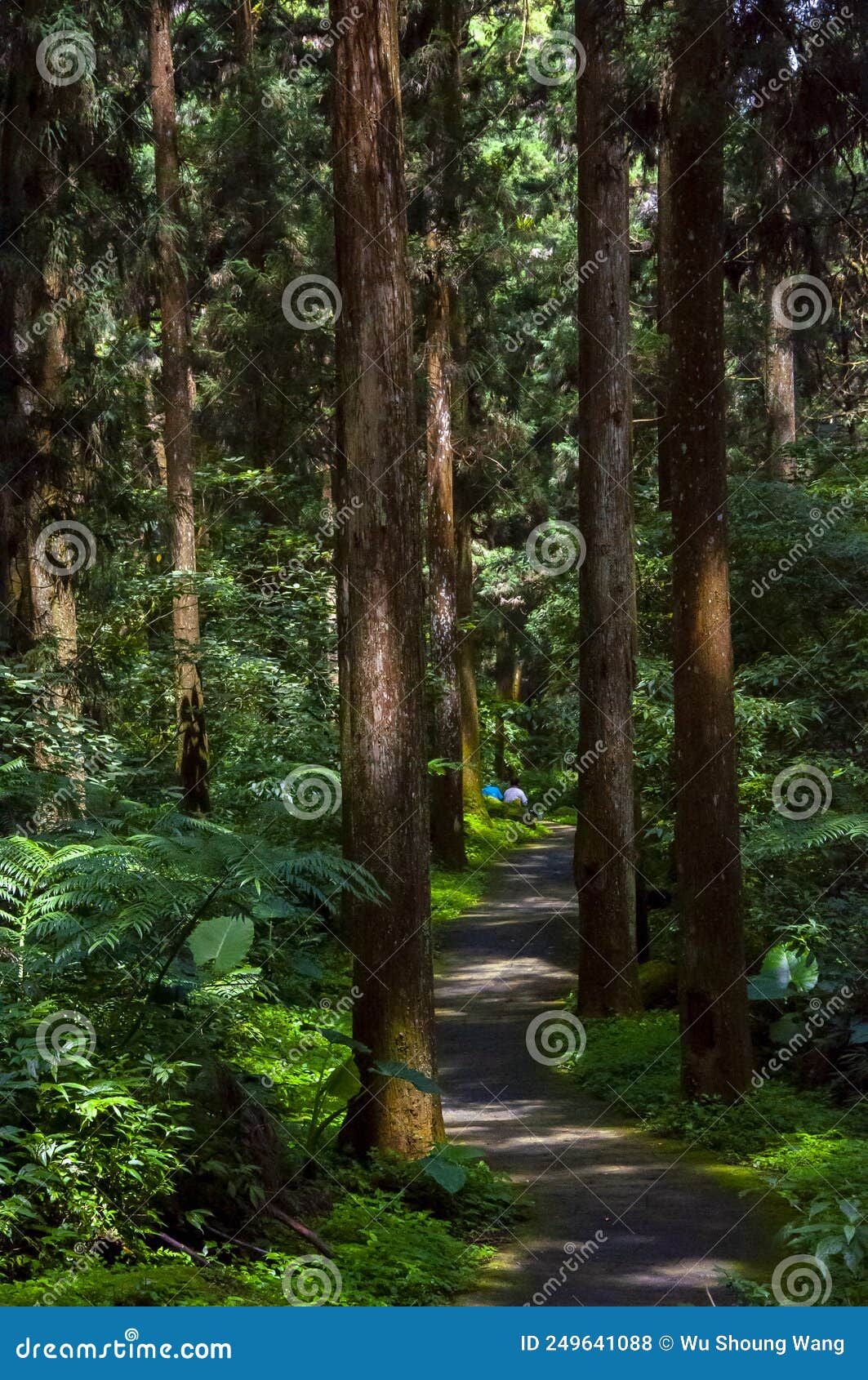 Taiwan, Xitou, Forest, Protected Area, Forest Trail Stock Photo - Image ...