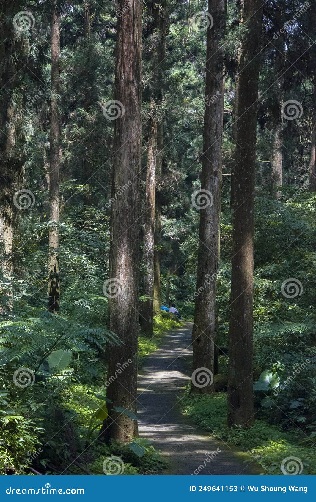 Taiwan, Xitou, Forest, Protected Area, Forest Trail Stock Image - Image ...