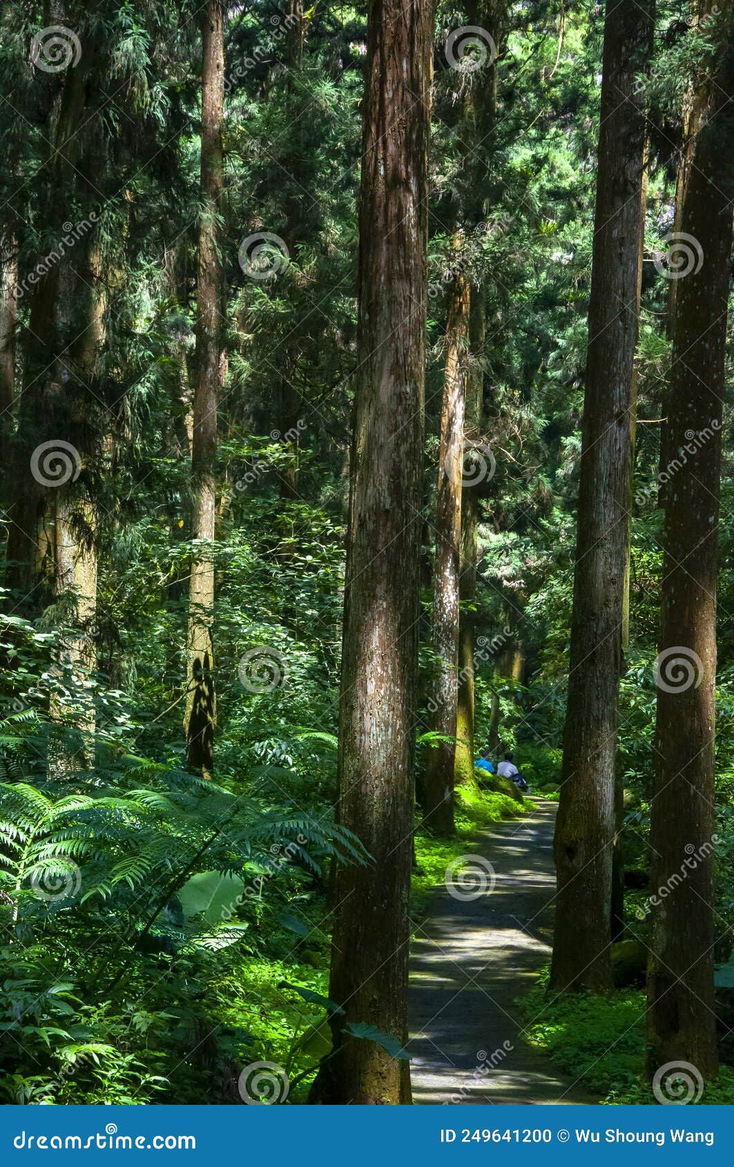 Taiwan, Xitou, Forest, Protected Area, Forest Trail Stock Photo - Image ...