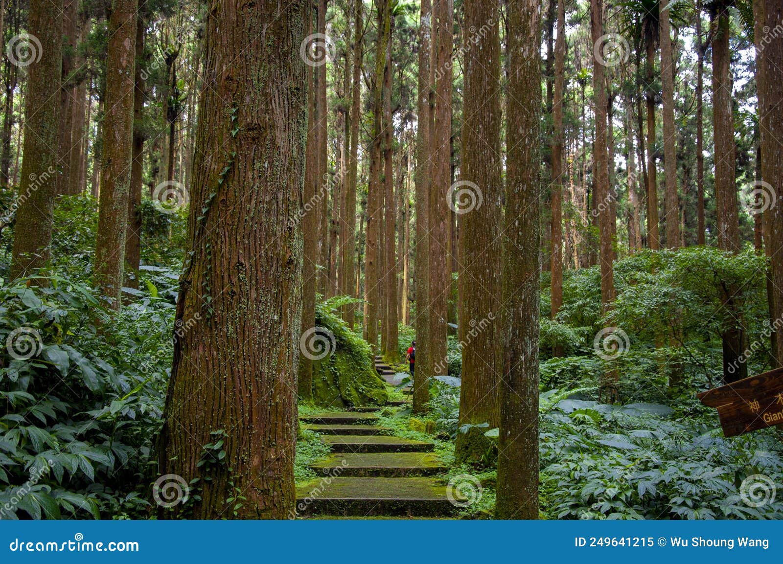 Taiwan, Xitou, Forest, Protected Area, Forest Trail Stock Image - Image ...