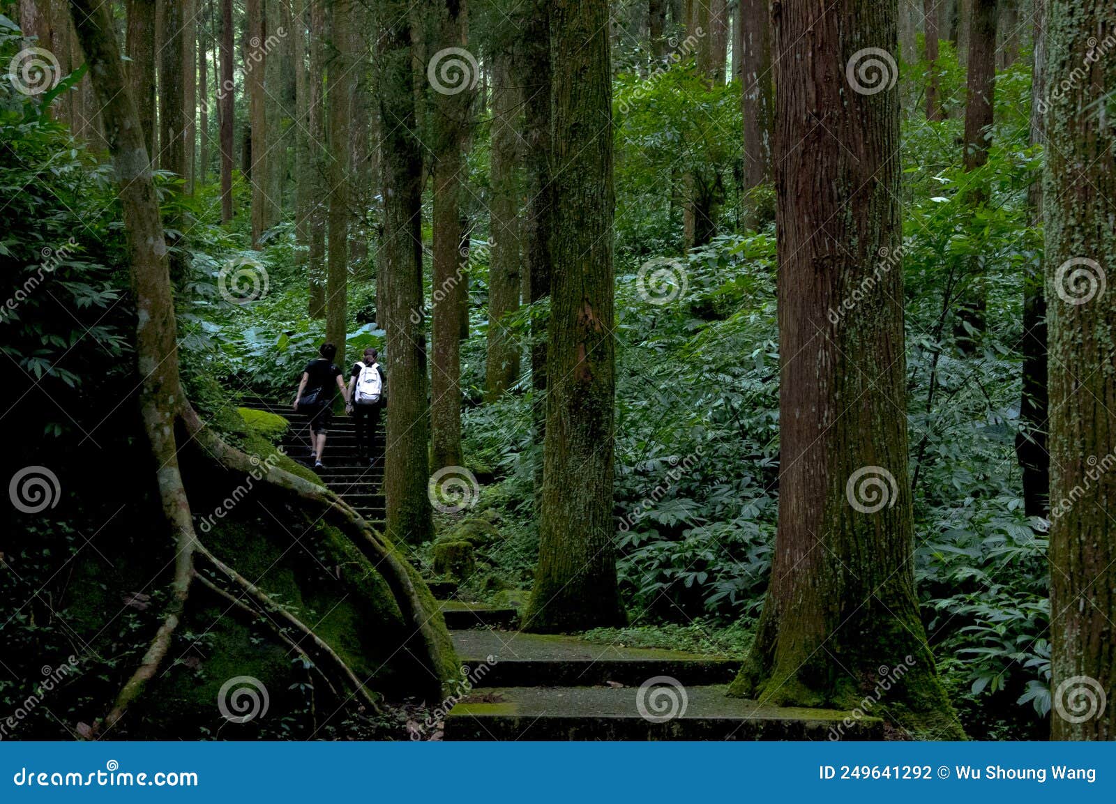 Taiwan, Xitou, Forest, Protected Area, Forest Trail Stock Photo - Image ...