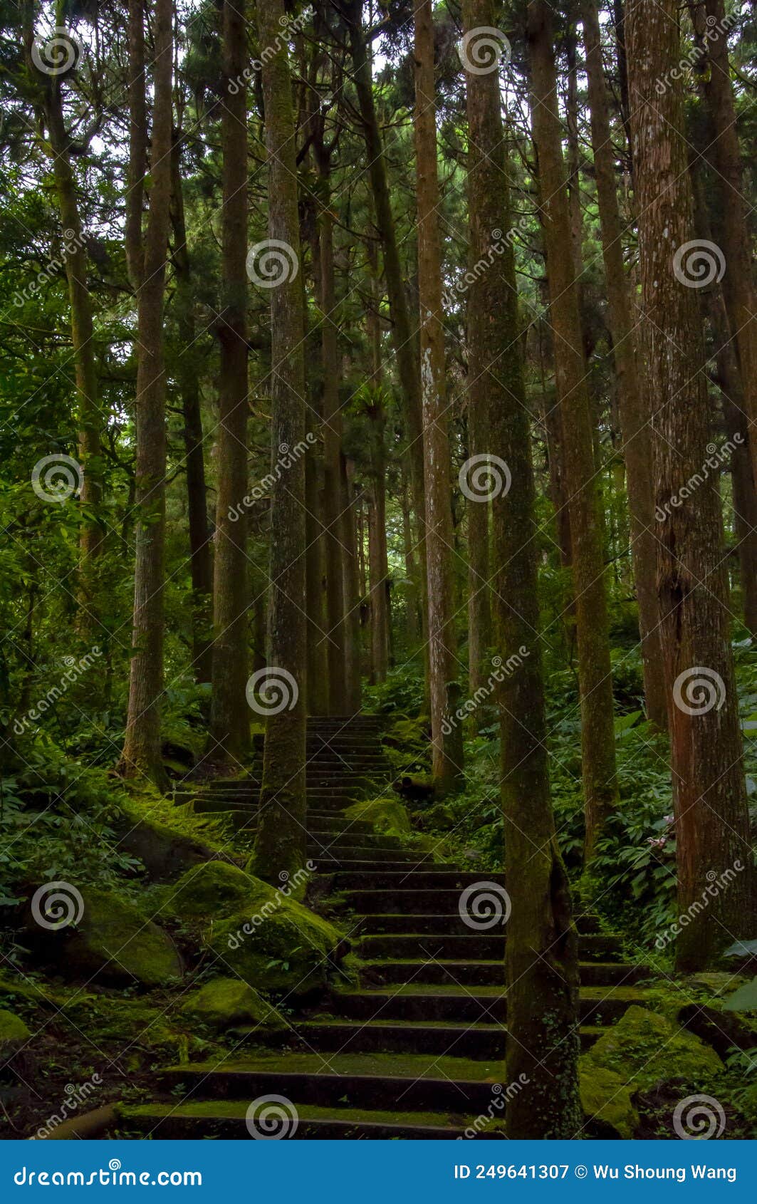 Taiwan, Xitou, Forest, Protected Area, Forest Trail Stock Image - Image ...