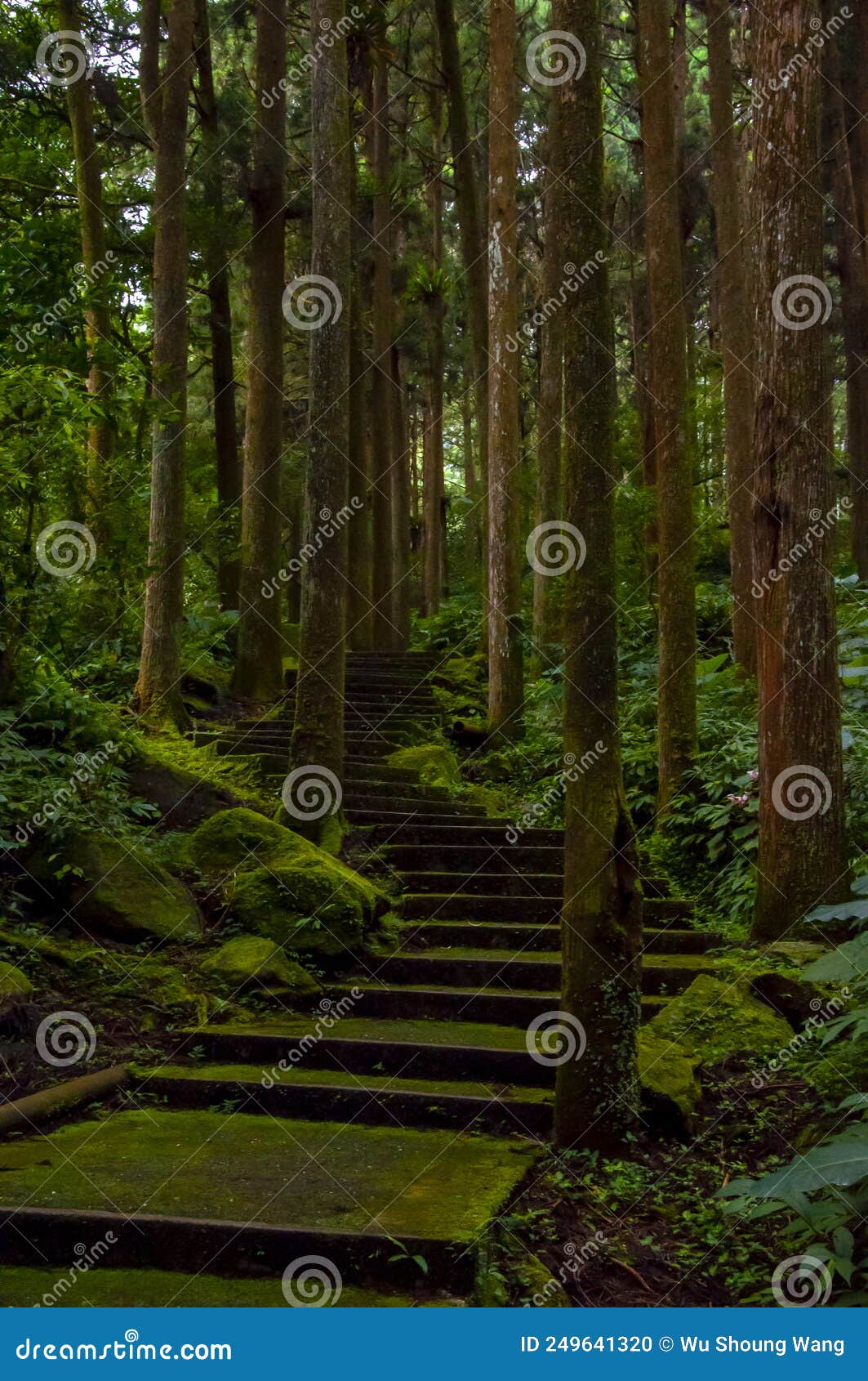 Taiwan, Xitou, Forest, Protected Area, Forest Trail Stock Photo - Image ...