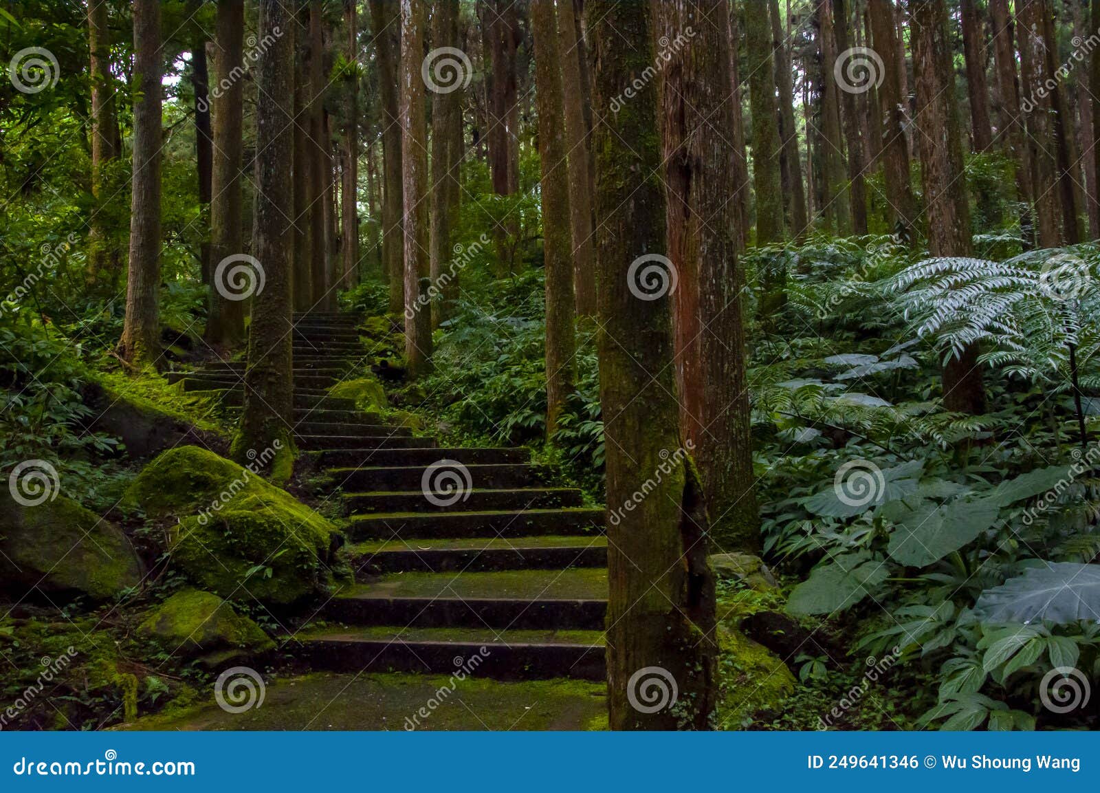 Taiwan, Xitou, Forest, Protected Area, Forest Trail Stock Photo - Image ...