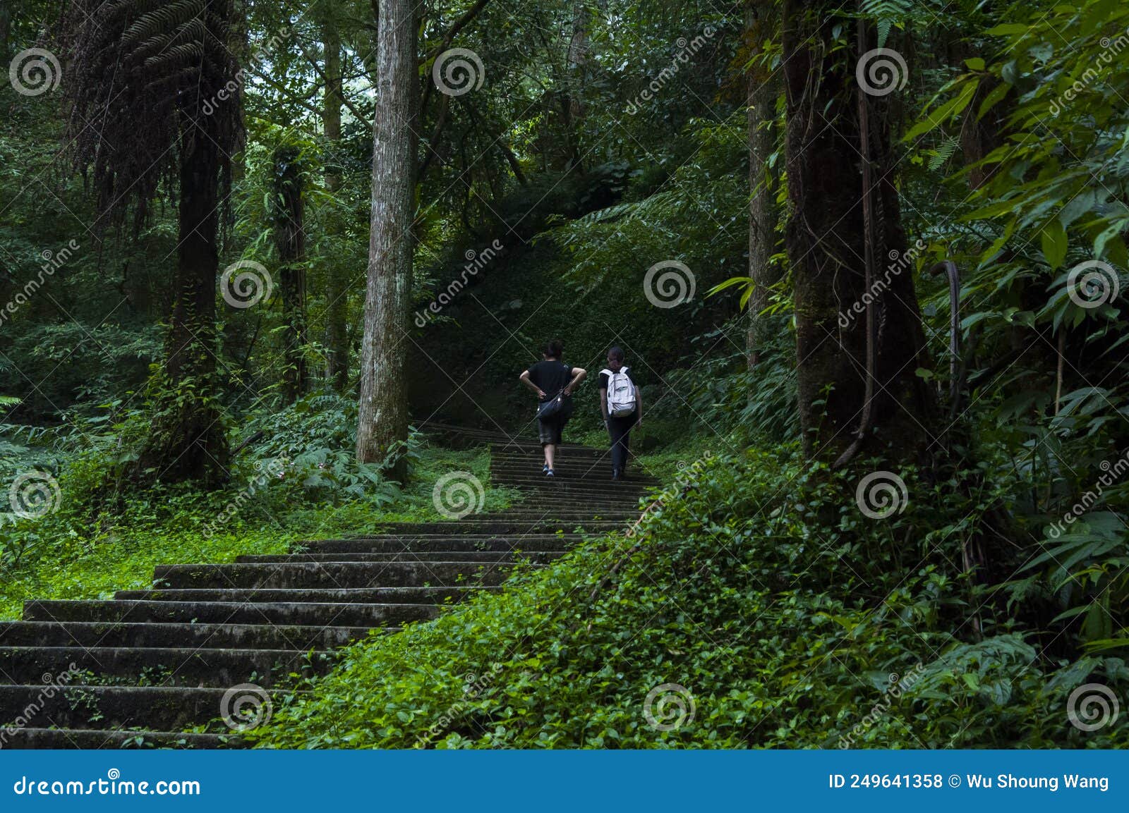 Taiwan, Xitou, Forest, Protected Area, Forest Trail Stock Photo - Image ...