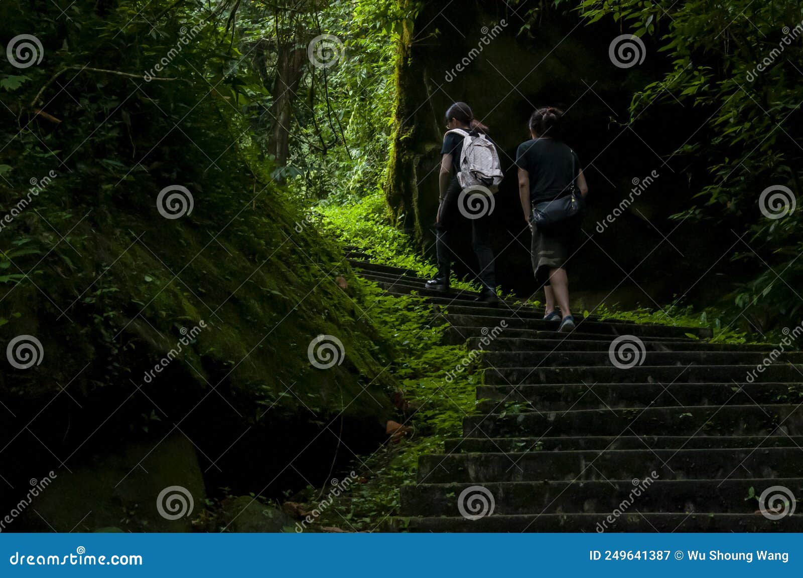 Taiwan, Xitou, Forest, Protected Area, Forest Trail Editorial ...