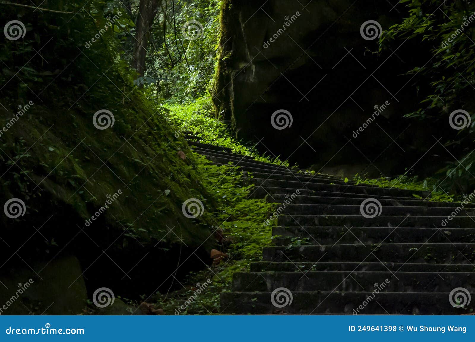 Taiwan, Xitou, Forest, Protected Area, Forest Trail Stock Photo - Image ...