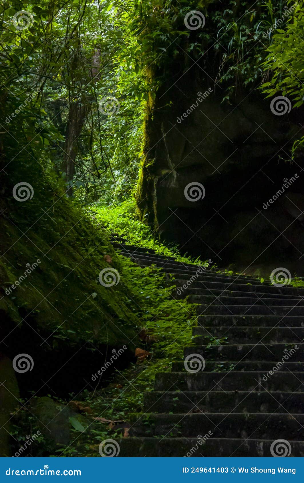 Taiwan, Xitou, Forest, Protected Area, Forest Trail Stock Image - Image ...