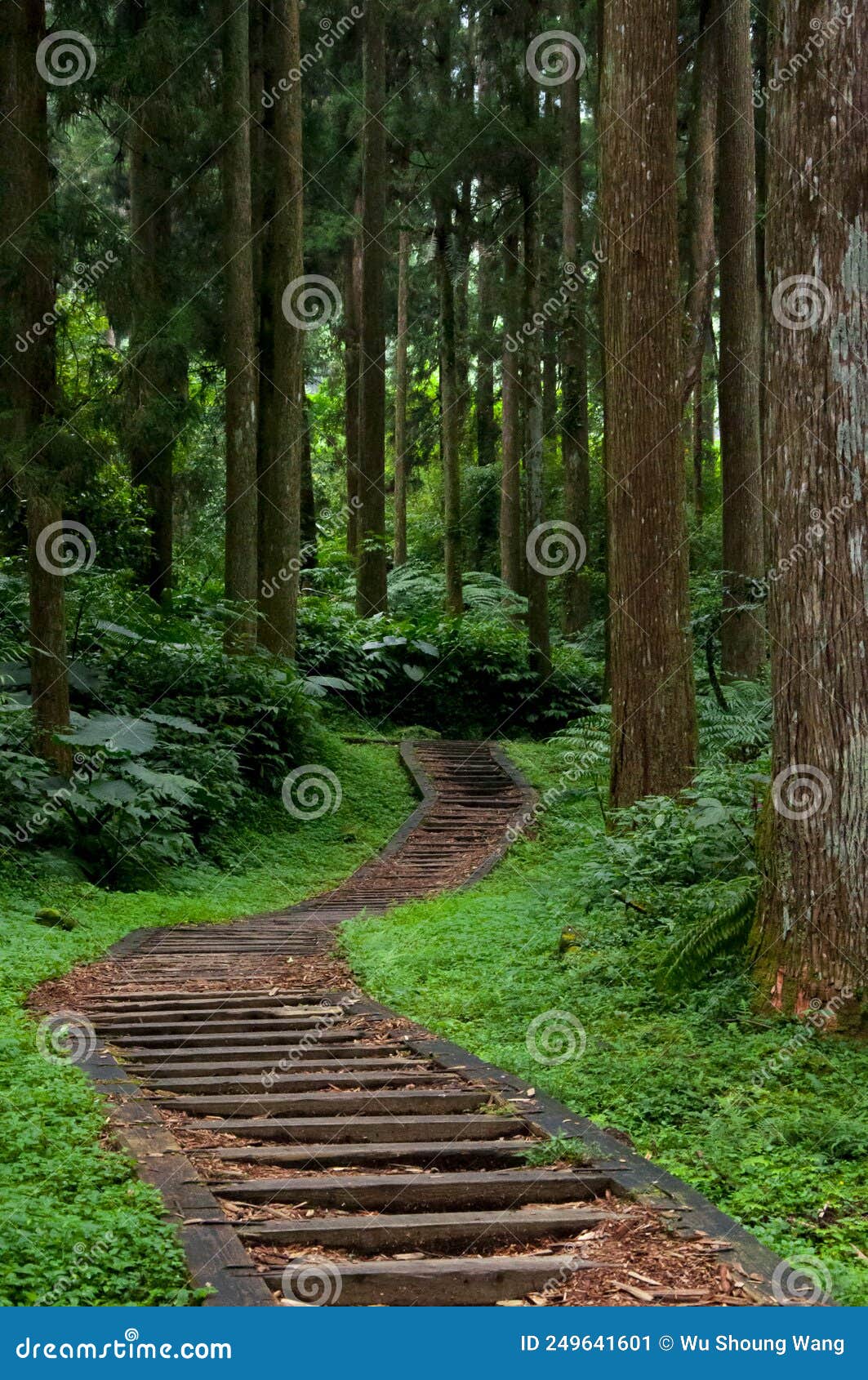 Taiwan, Xitou, Forest, Protected Area, Forest Trail Stock Image - Image ...