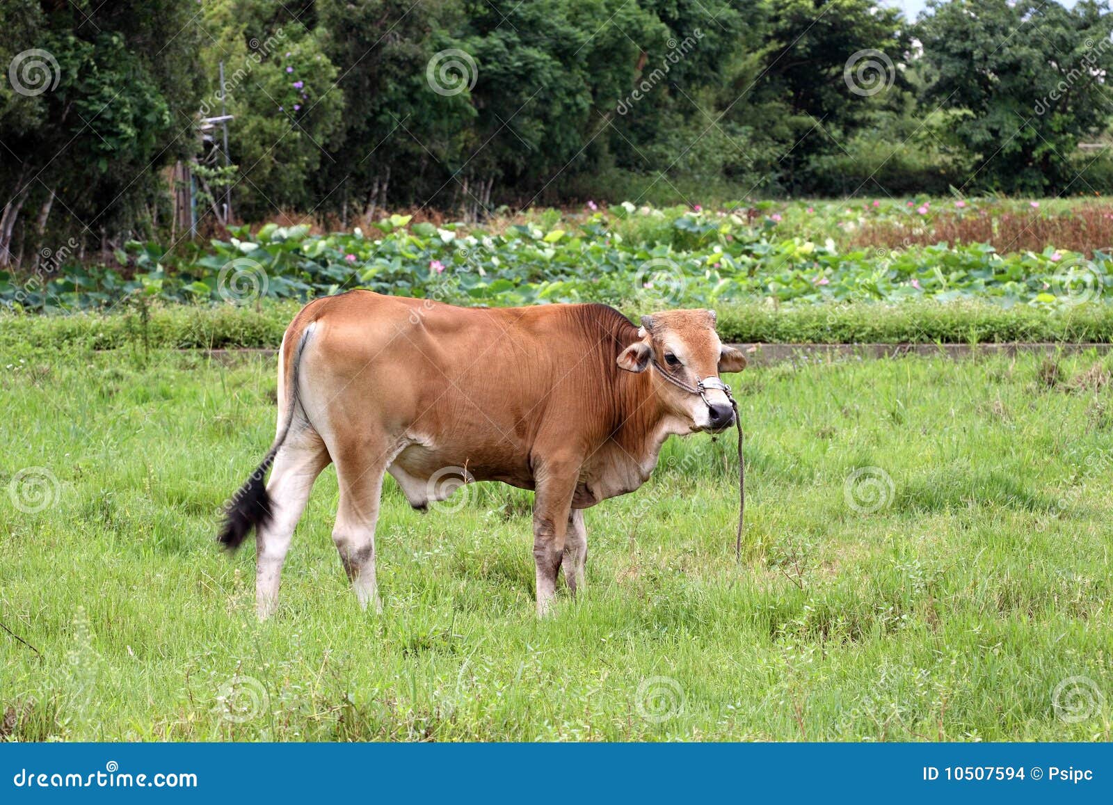 Taiwan Yellow Cattle stock photo. Image of cattle, resting - 10507594
