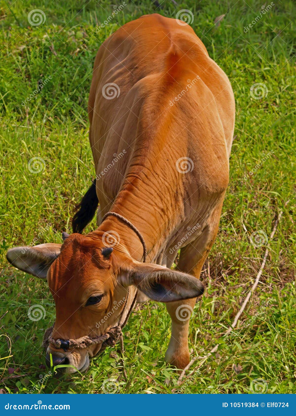 Taiwan yellow cattle. stock photo. Image of hoof, grass - 10519384