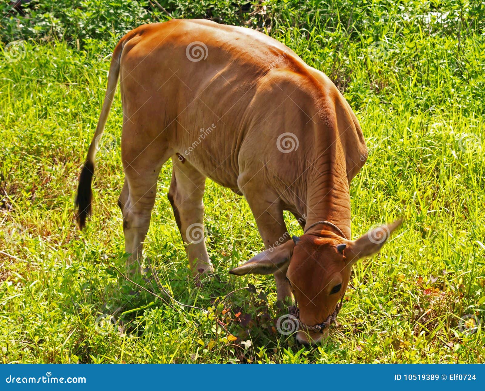 Taiwan yellow cattle stock image. Image of green, livestock - 10519389