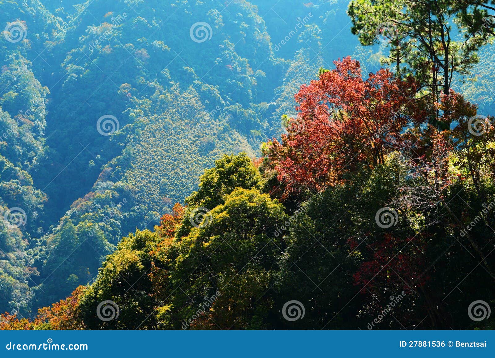 Taiwanese maple tree stock photo. Image of nature, design - 27881536