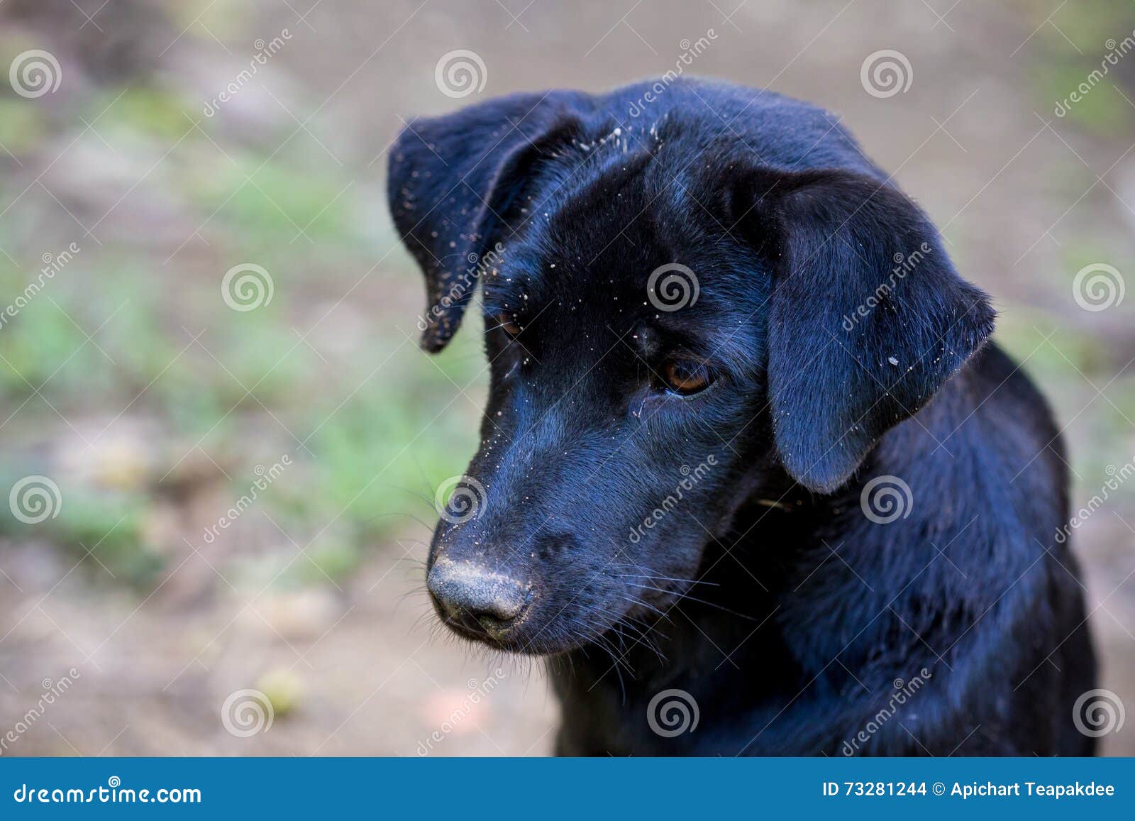 Tajlandzki czarny pies zdjęcie stock. Obraz złożonej z natura - 73281244