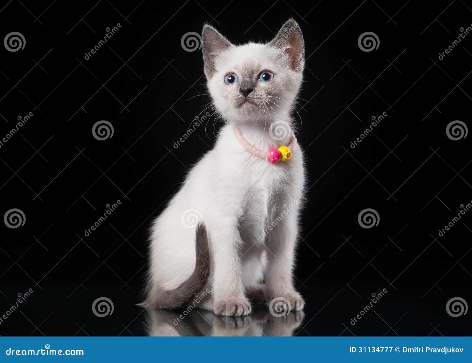 Tajlandzki Kot Na Czarnym Tle Obraz Stock - Obraz złożonej z samiec ...