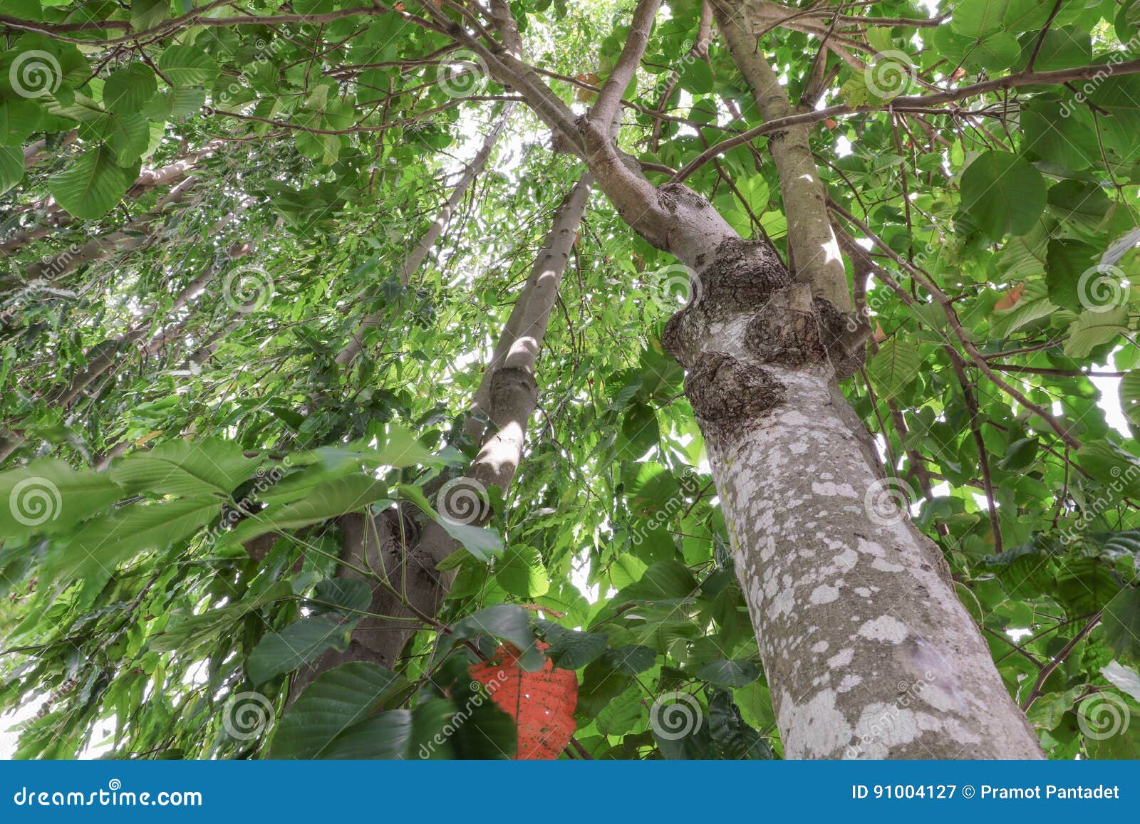 Tak En Blad Van Boom Mooi in Het Bos Stock Afbeelding - Image of blad ...