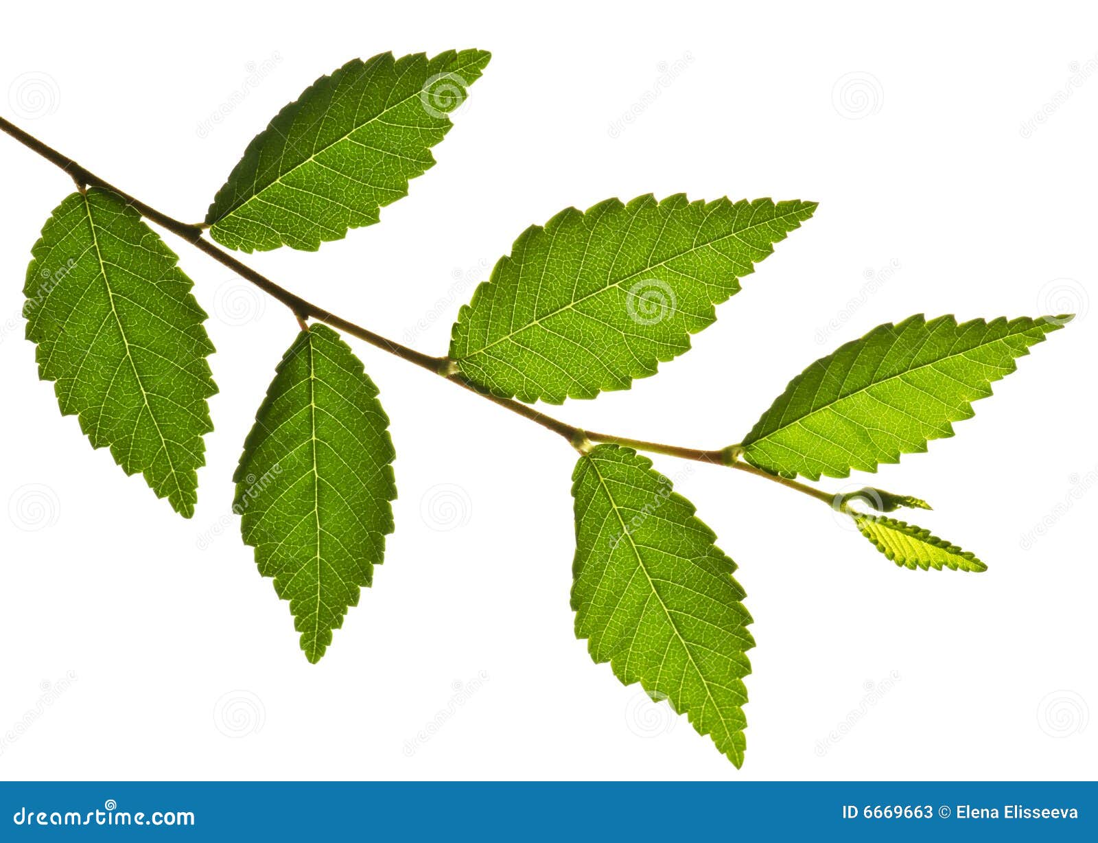 Tak met groene bladeren stock afbeelding. Afbeelding bestaande uit ...