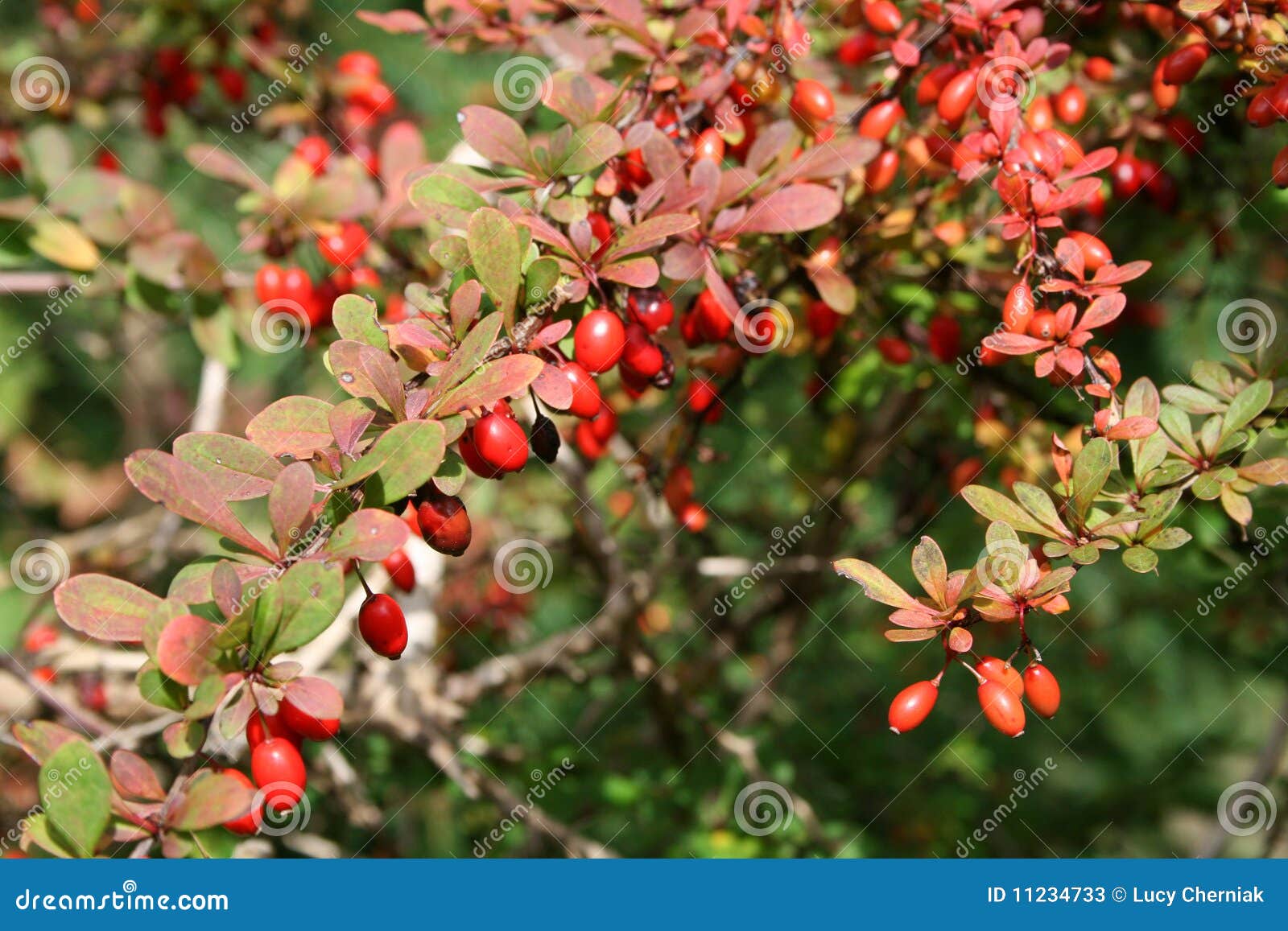 Tak met Rode Bessen stock afbeelding. Image of bessen - 11234733