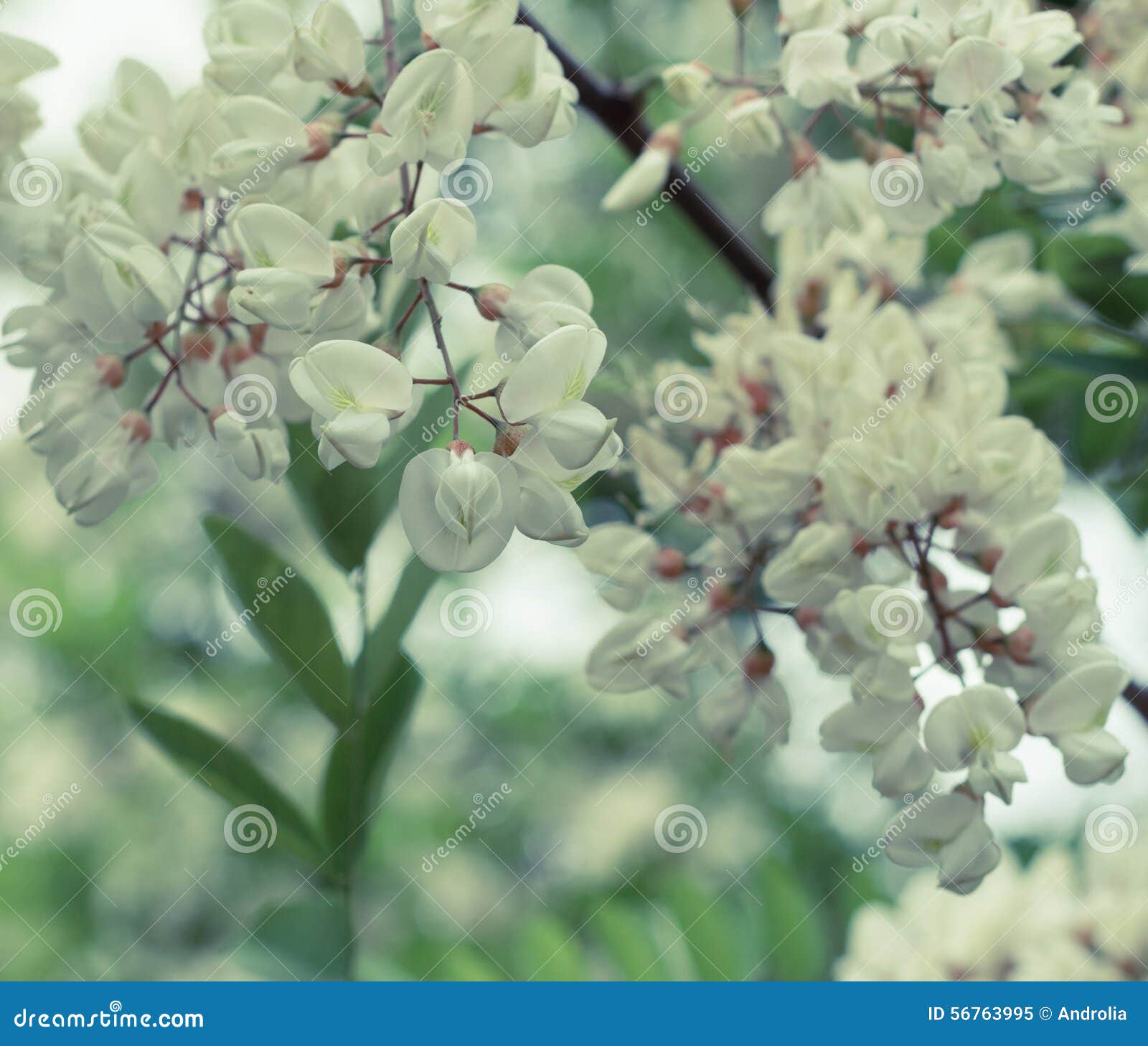 Tak Van Bloeiende Witte Acacia Stock Afbeelding - Image of acacia ...