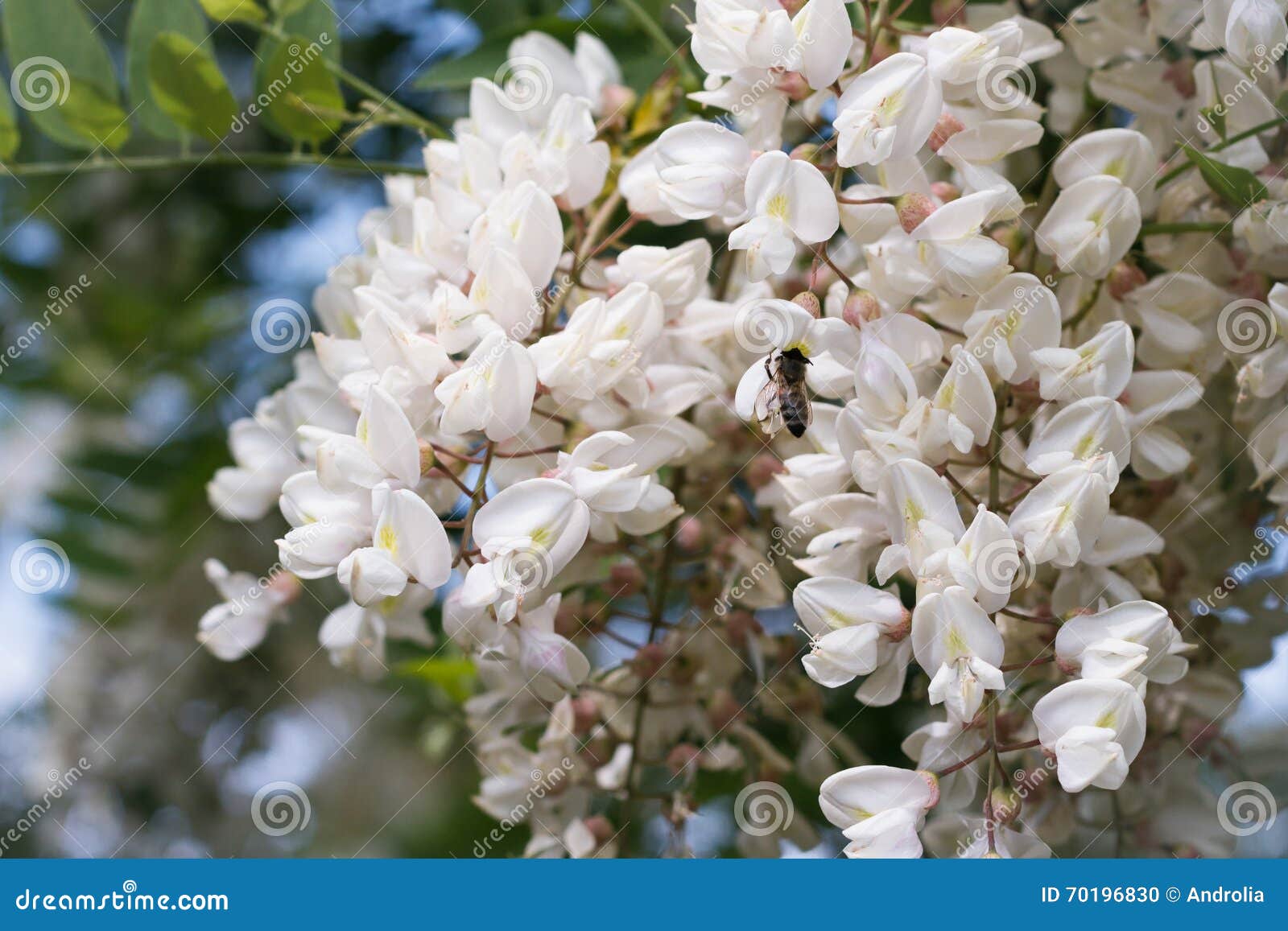 Tak Van Bloeiende Witte Acacia Stock Foto - Image of nave, bladeren ...
