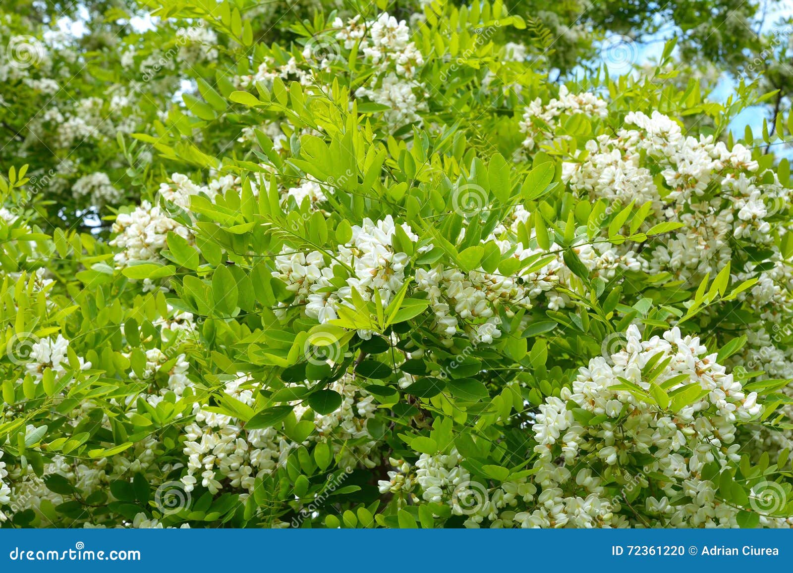 Tak Van Bloeiende Witte Acacia Stock Foto - Image of versheid ...