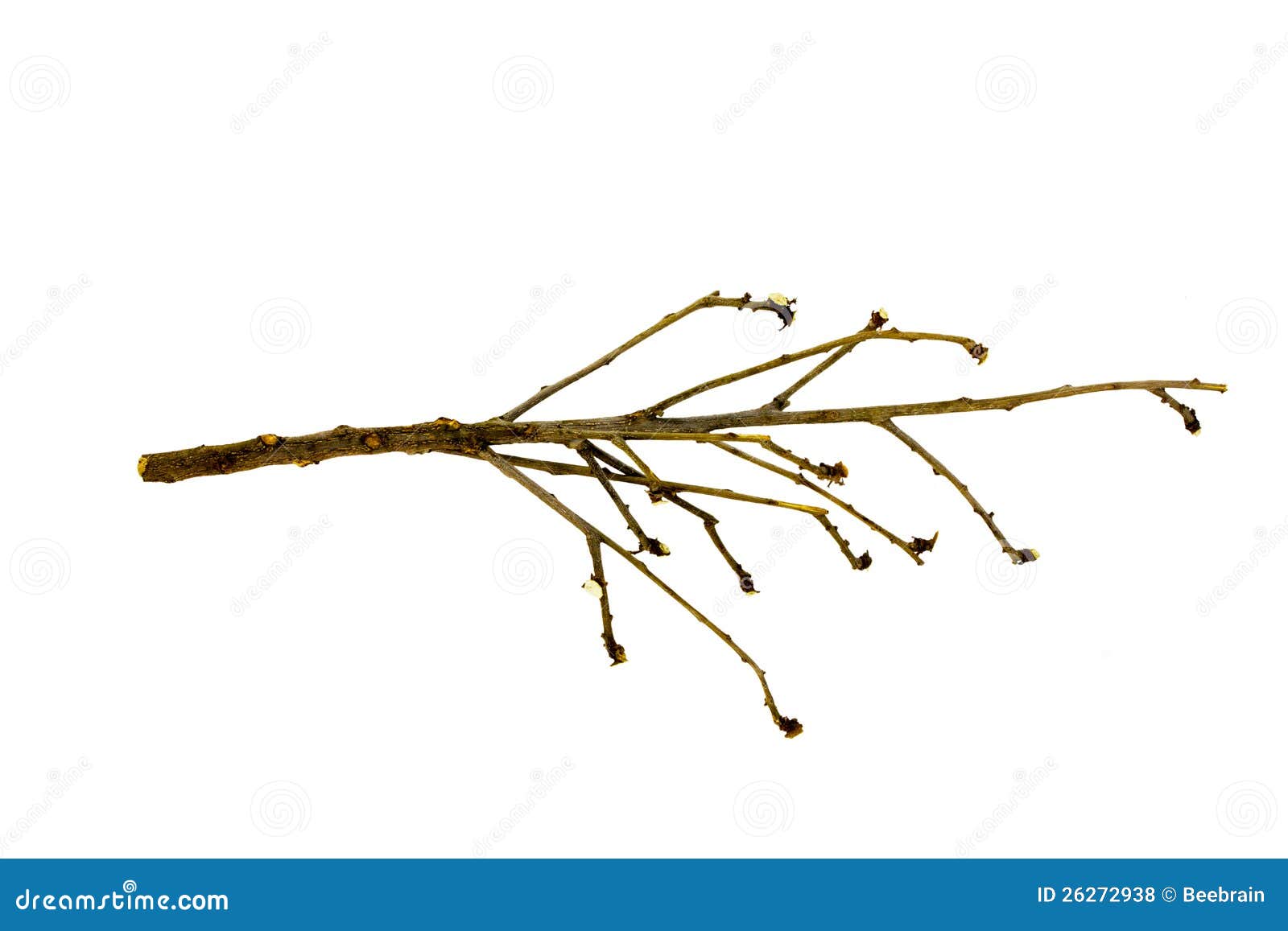 Tak van boom stock foto. Image of lente, bruin, rood - 26272938